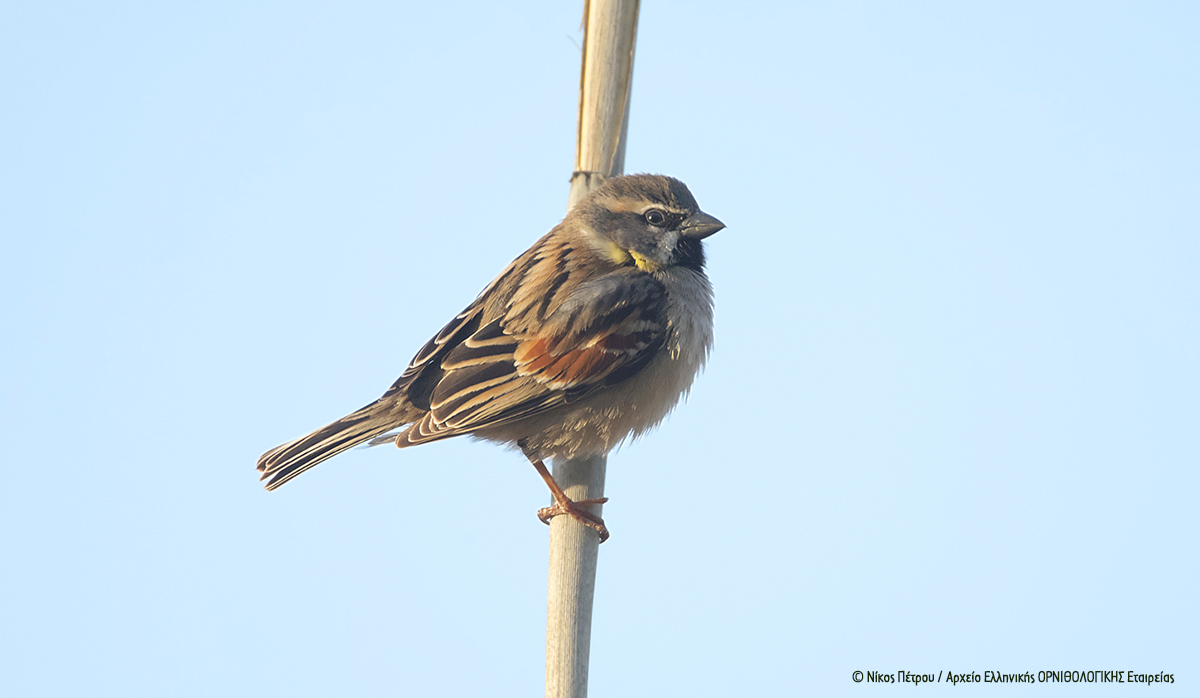 Σπουργίτια: Οι γνωστοί μας άγνωστοι - Hellenic Ornithological Society